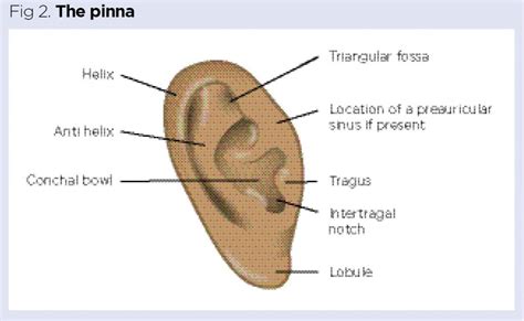 Parts Of The Ear Human Ear Structure And Function In Hindi Anatomy