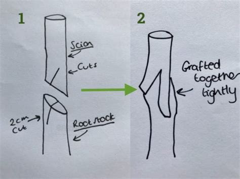 A Beginners Guide To Tree Rootstock Sizes What You Need To Know Garden Ninja Lee Burkhill