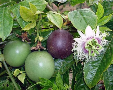 Passion Fruit Varieties Characteristics Types Benefits And Complete