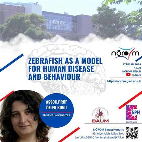 Zebrafish As A Model For Human Disease And Behaviour Nörobilim Ve