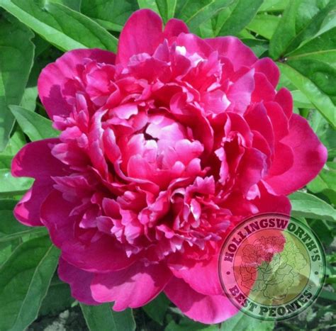 President Roosevelt Hollingsworth Peonies®