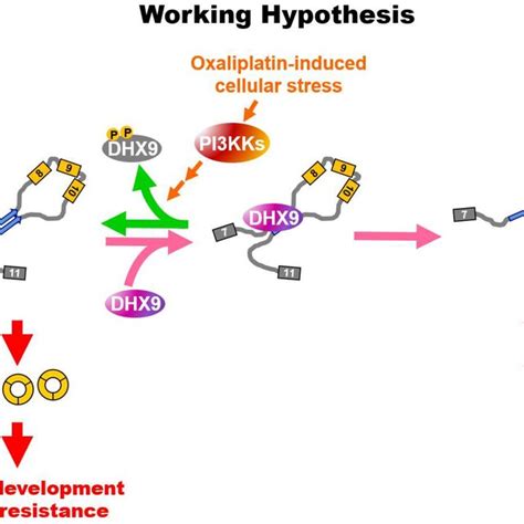 Phosphorylated Dhx9 Favors Circrna Expression The Illustration Of Download Scientific Diagram