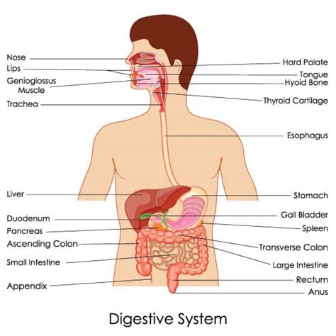 How Does The Digestive System Work The Process In Detail