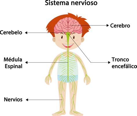 ¿qué Es El Sistema Nervioso