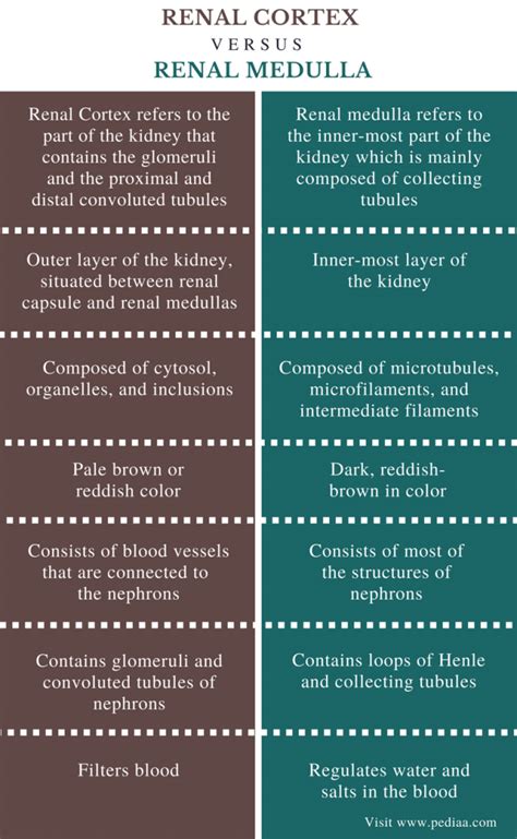 difference between renal cortex and renal medulla definition