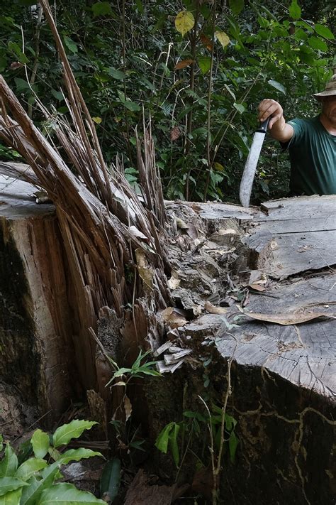 logging