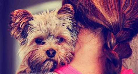What Are The Different Yorkie Sizes Yorkies And Cross Breeds