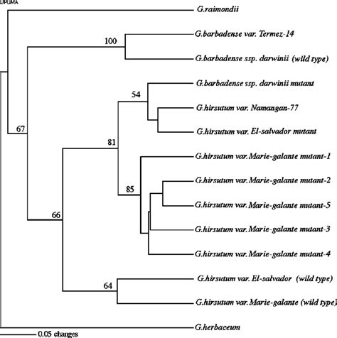 the phylogenetic upgma tree generated by paup software numbers