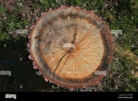 Stump Of Cutted Tree Section Of The Trunk With Annual Rings Stock
