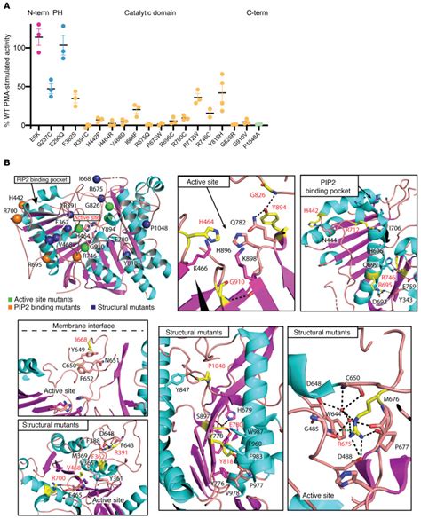 Biallelic Loss Of Function Variants In Pld1 Cause Congenital Right Sided Cardiac Valve Defects