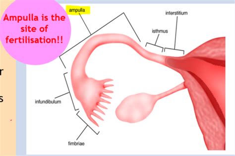 Fertilisation Flashcards Quizlet