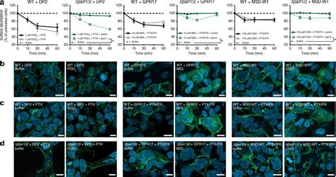 Ligand Mediated Gpcr Internalization In The Absence Of G Proteins Download Scientific Diagram