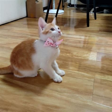 Badu Bg Аксесоари за котки коте папийонка вратовръзка лента за врата панделка за котка