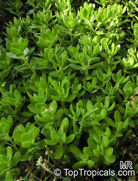 Crassula Sp Crassula Top Tropicals Plant Encyclopedia