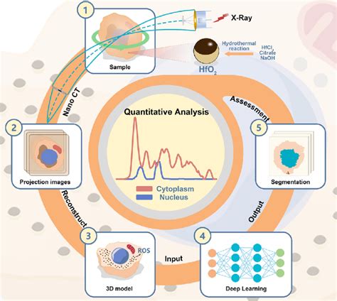 Schematic Representation Of A Systematic Workflow That Encompasses Cell