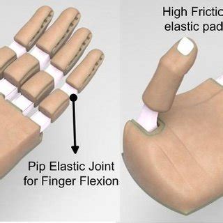 Bones And Joints Of The Human Hand Dip Distal Interphalangeal Joint