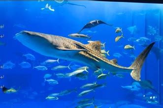 Whale Sharks In The Kuroshio Sea Tank Topics Okinawa Churaumi