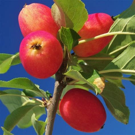 Preorder Apple Malus Baccata ‘dolgo Amsterdam Garden Centre