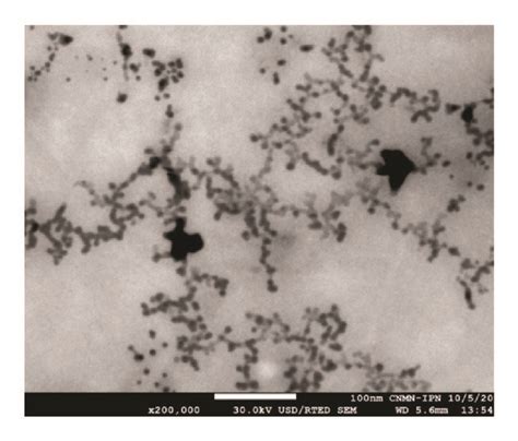 A Sem Hr Micrograph Of Pa Polymer Nps X200 000 B Histogram Of Pa Download Scientific