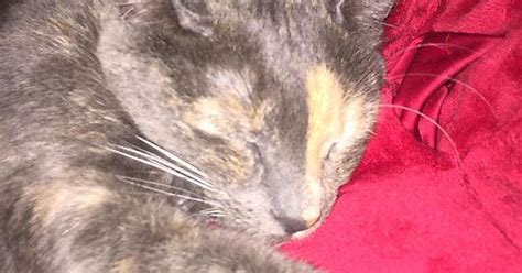 Kitty Hug Album On Imgur