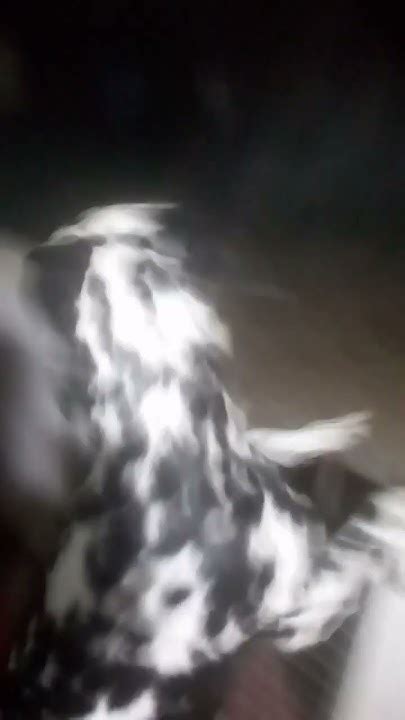 Dalamation Puppy Youtube