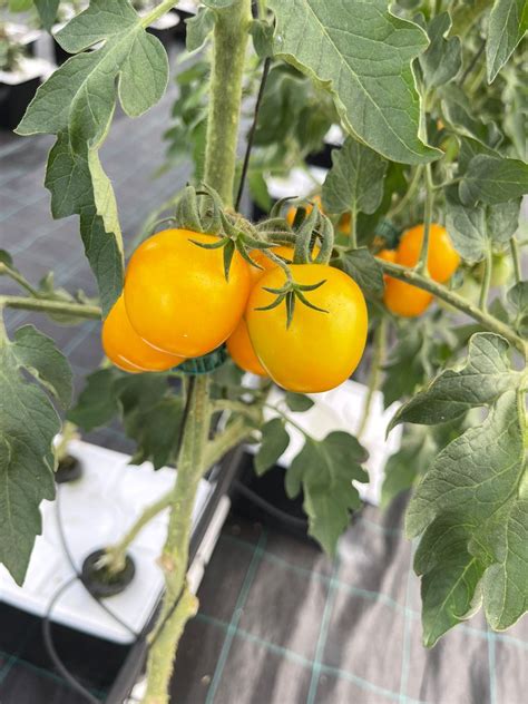 Tomato Cucumber Melon Dutch Bucket Hydroponics System For Greenhouse Large Dutch Bucket System
