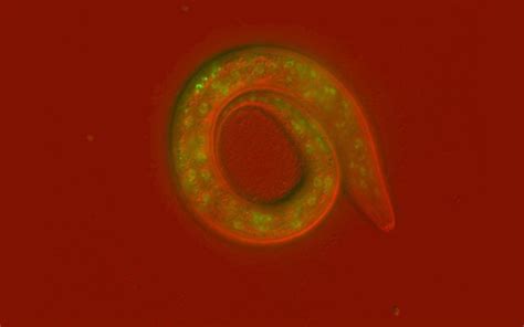 Christopher Hammell Cold Spring Harbor Laboratory