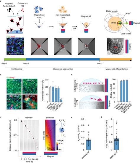 Human Psc Magnetization And Magnetoid Generation A Magnetoid Generation Download Scientific
