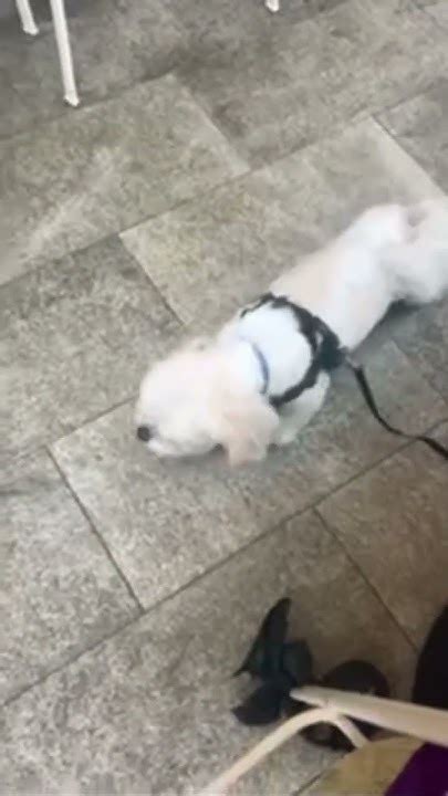 Cuddi Making Friends Youtube