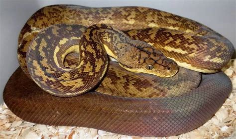 帝纹蟒malayopython Timoriensis 蟒蛇科普