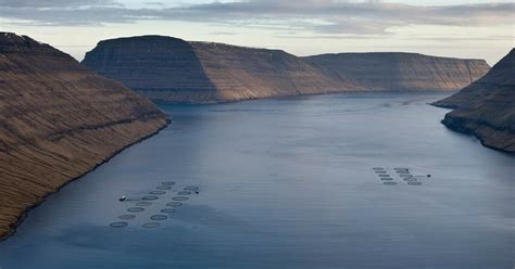 Nutrition Farmed Salmon Global Salmon Initiative