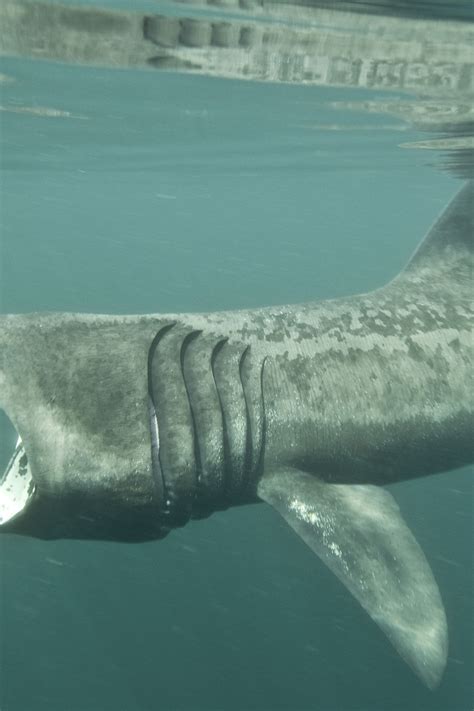 Basking Shark Eating Plankton
