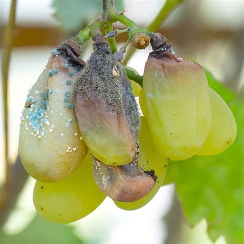 Treat And Prevent Botrytis Cinerea Gray Mold Trifecta