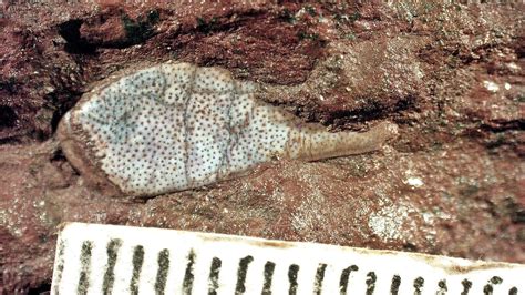 Lobe Finned Fish Scale Devonian The Fossil Forum