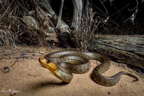 Ross Mcgibbon Reptile Photography 𝗖𝗵𝗮𝘀𝗶𝗻𝗴 𝗦𝗵𝗮𝗱𝗼𝘄𝘀 𝗧𝗵𝗲 𝗲𝗹𝘂𝘀𝗶𝘃𝗲 𝗕𝗿𝗶𝗴𝗮𝗹𝗼𝘄 𝗪𝗼𝗺𝗮 𝗣𝘆𝘁𝗵𝗼𝗻 Finding A