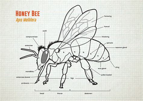 Honey Bee Anatomy And Lifecycle On Behance Bee Diagram Bee Drawing