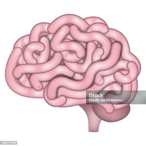 인간의 뇌는 하얀 배경에 고립되어 있다 벡터 그림입니다 3차원 형태에 대한 스톡 벡터 아트 및 기타 이미지 3차원 형태