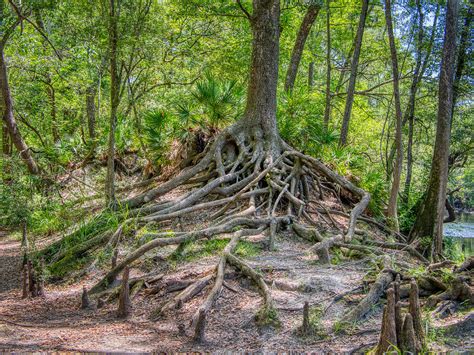 Are Bald Cypress Tree Roots Invasive At Elaine Boehme Blog
