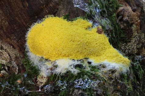 Egg Slime Mold Stock Illustrations 1 Egg Slime Mold Stock