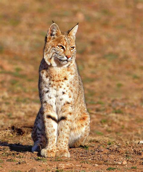 Caprock Bobcat Photograph By Dj Calkins Fine Art America