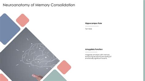Temporomesial Structures Brain Anatomy Memory Ppt Powerpoint St Ai Ppt