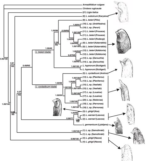 bayesian inference bi tree 50 majority rule consensus tree based