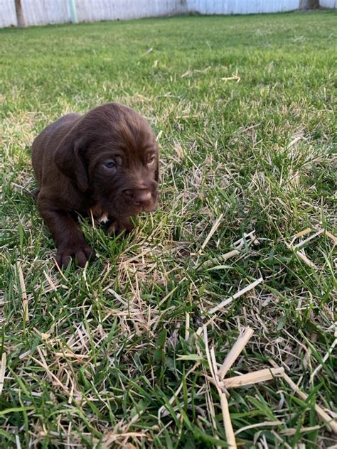 Puppies Down River Gun Dogs Puppies Down River Gun Dogs