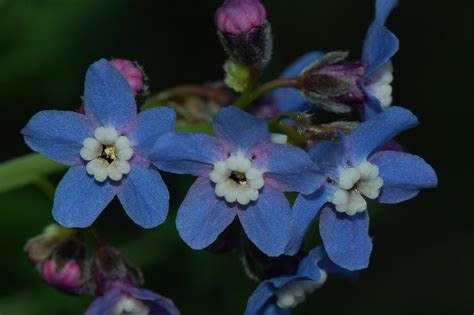 Циноглоссум - фото и картинки: 64 штук