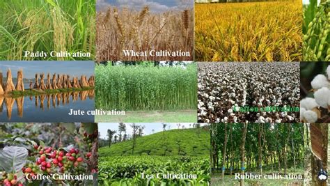 Regional Pattern Of Major Crops Cultivated In India