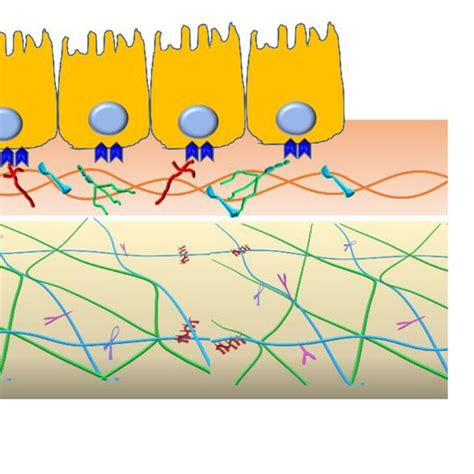 Extracellular Matrix ECM Compartments Schematic Representation Of