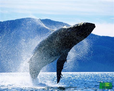Hawaiian Humpback Whales Wallpapers 4k Hd Backgrounds On Wallpaperbat
