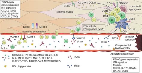 Frontiers Systemic And Tissue Inflammation In Juvenile