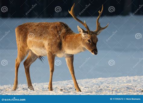 Herten In De Sneeuw Stock Foto Image Of Wild Winter 17292672