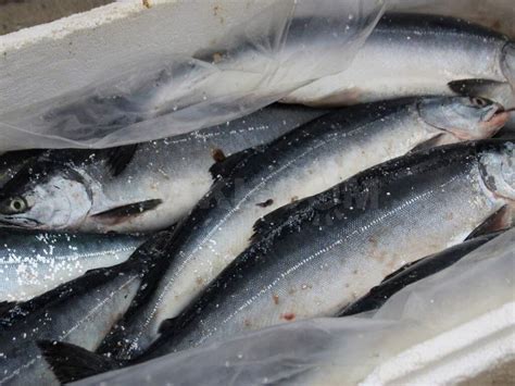 Горбуша - 400 руб. Продукты и напитки. Морепродукты. Морепродукты в ...